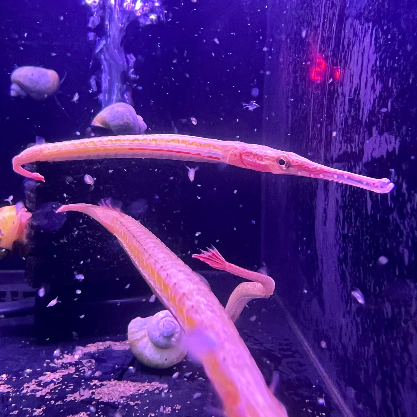 寶珈海龍 淡水海龍 Long-snouted pipefish（ Doryichthys boaja ） – 森流 - 奇異植物、爬蟲、水族 ...