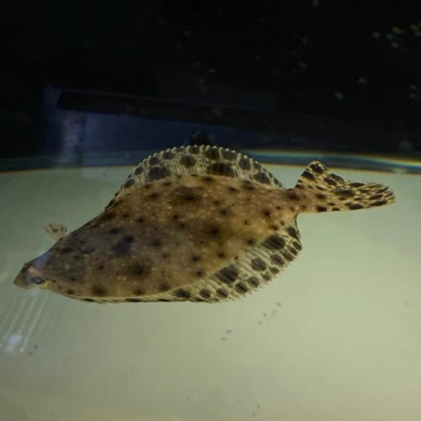 淡水比目魚（ Tephrinectes sinensis ） – 森流 - 奇異植物、爬蟲、水族 | GreenFlow Exotic ...