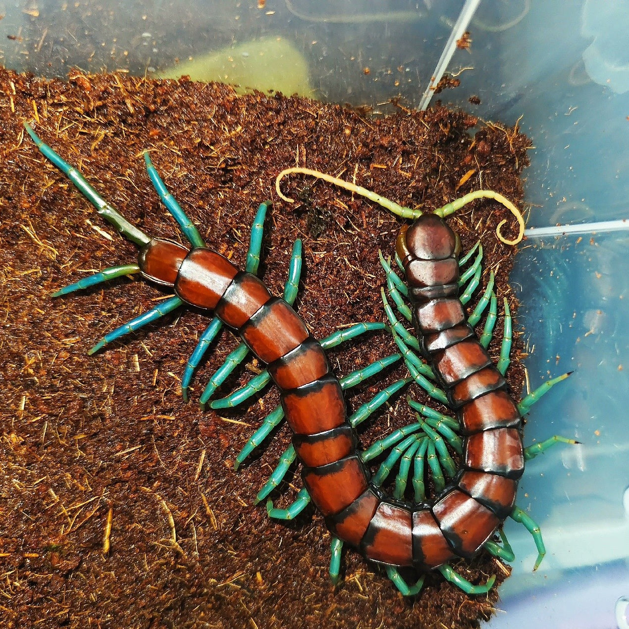 薄荷藍腳蜈蚣（ Scolopendra subspinipes'green leg'） – 森流 - 奇異植物、爬蟲、水族 | GreenFlow Exotic Pets & Plants