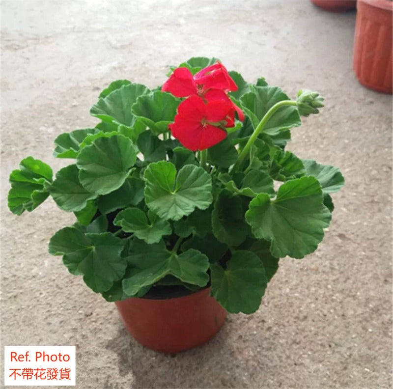 天竺葵（Pelargonium hortorum Bailey）| 香港奇異植物及水族店 – 森流 - 奇異植物、爬蟲、水族 ...