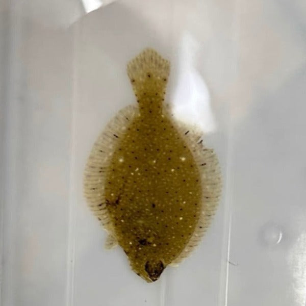 淡水比目魚（ Tephrinectes sinensis ） – 森流 - 奇異植物、爬蟲、水族 | GreenFlow Exotic ...