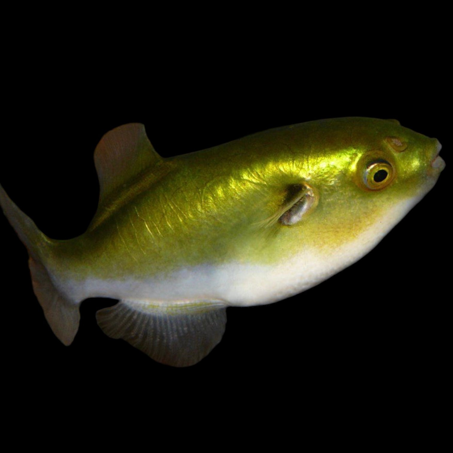 紫金娃娃 / 秀美金球魨 淡水河豚 Golden Puffer ( Auriglobus modestus ) – 森流 - 奇異植物、爬蟲 ...