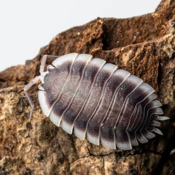 愛琴海鼠婦 / 希臘白邊鼠婦 Greek Shield Isopod （ Porcellio werneri ）- 1組/10隻 - 森流 ...