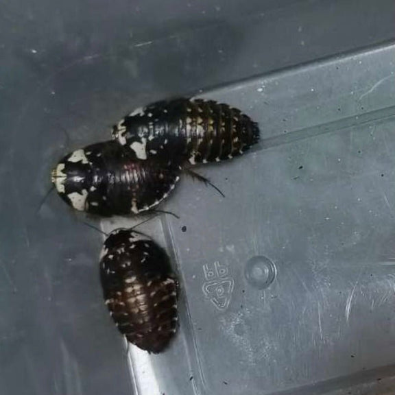 卡佛爾瓷蠊 / 白瓷蠊 Chrome Roaches （ Gyna cafforum ）-門市現貨 - 森流 GreenFlow - 動植物造景專門店