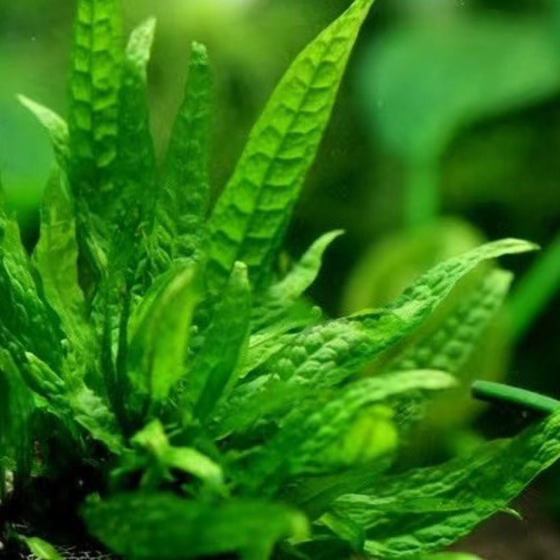 菲律賓鉄皇冠（Microsorium pteropus ''philippine''） – 森流 - 奇異植物、爬蟲、水族 ...