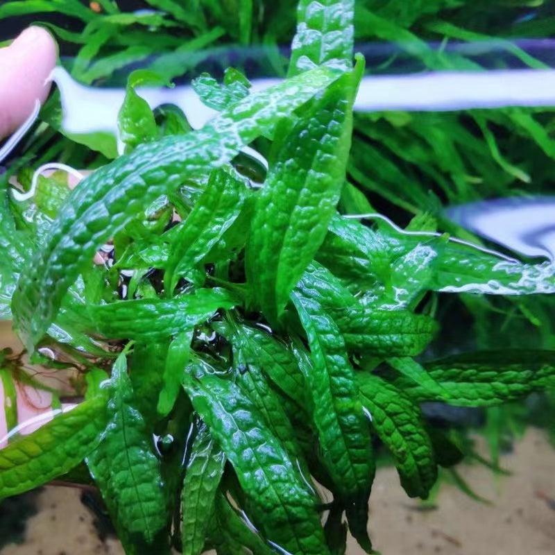 菲律賓鉄皇冠（Microsorium pteropus ''philippine''） – 森流 - 奇異植物、爬蟲、水族 ...