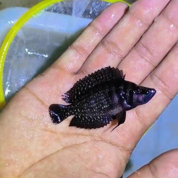 黑噴虎 （ Altolamprologus ‘ Black Calvus ‘ ） – 森流 - 奇異植物、爬蟲、水族 | GreenFlow ...