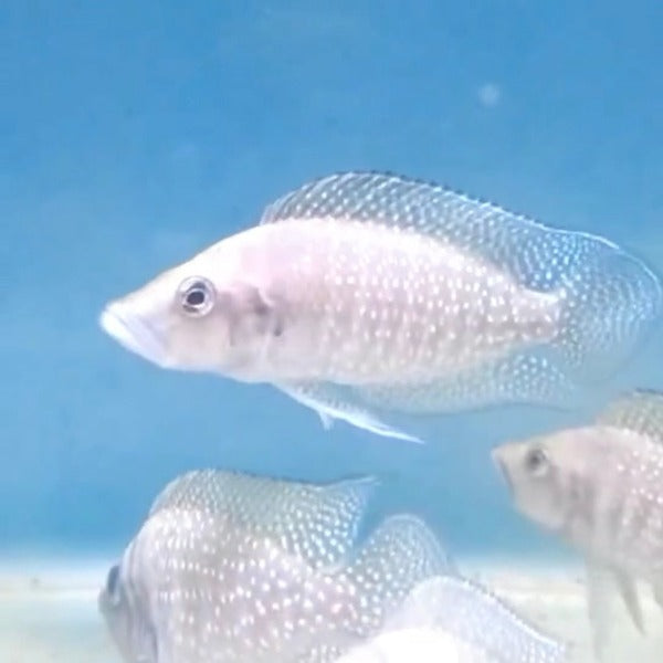 白噴虎 （ Altolamprologus ‘ White Calvus ‘ ） – 森流 - 奇異植物、爬蟲、水族 | GreenFlow ...