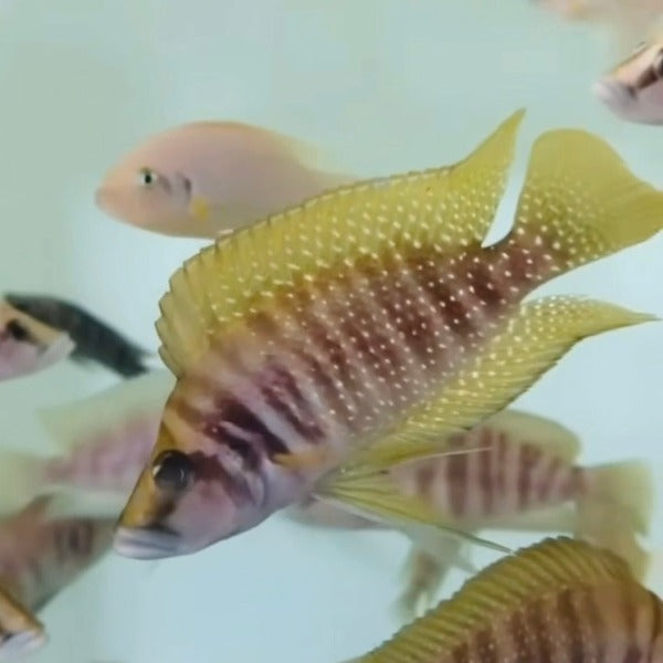 黄噴虎 （ Altolamprologus ‘ Yellow Calvus ‘ ） – 森流 - 奇異植物、爬蟲、水族 | GreenFlow ...