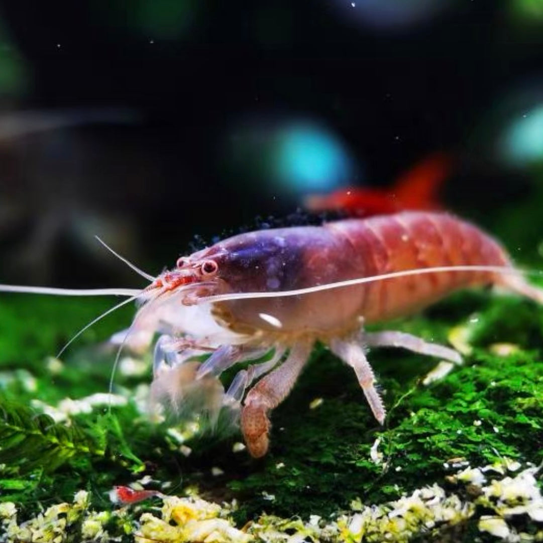 African Giant Tennis Shrimp (Atya gabonesis) – 森流 - 奇異植物、爬蟲、水族 ...