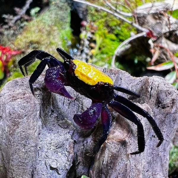 香蕉惡魔蟹 Banana Vampire Crab ( Geosesarma sp. ‘ Tricolour ’ ) – 森流 - 奇異植物 ...