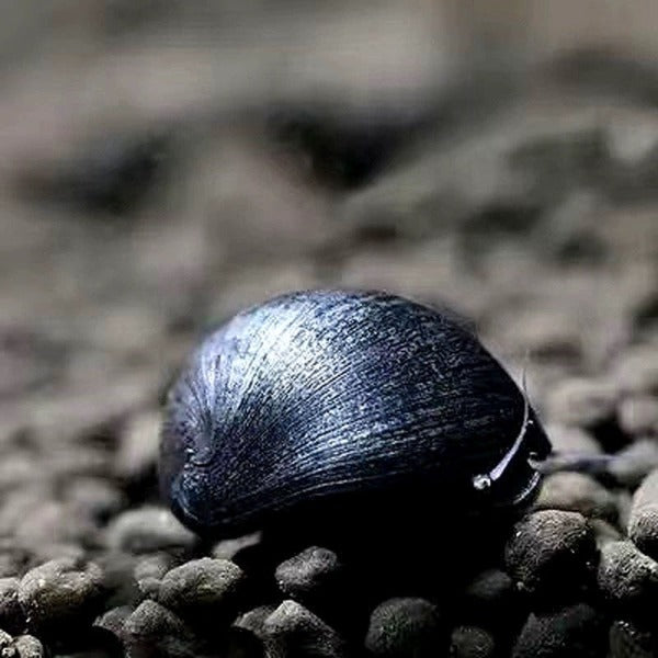 黑金剛螺 Black Military Helmet Snail ( Neritina pulligera ) 刷缸神器 – 森流 - 奇異 ...