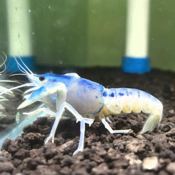 青花瓷螯蝦 Blue Ghost Crayfish ( Procambarus clarkii ) – 森流 - 奇異植物、爬蟲、水族 ...