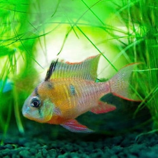 玻利維亞鳳凰 Bolivianischer Schmetterlingsbuntbarsch ( Microgeophagus altisp ...