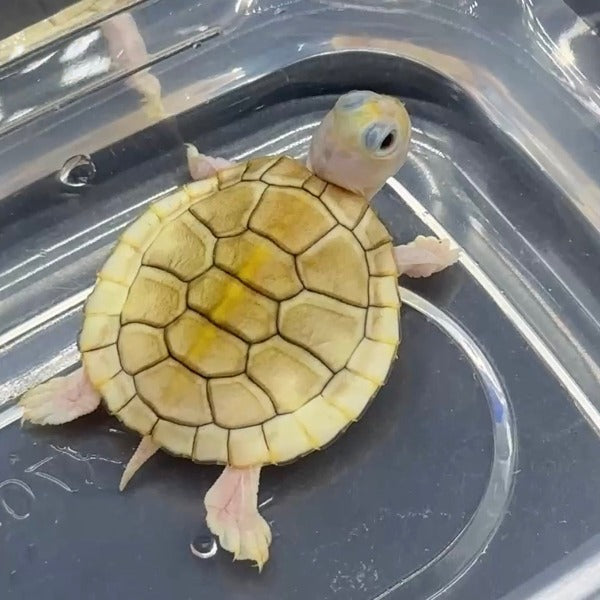 焦糖巴西龜 Caramel Red-eared Turtle （ Trachemys scripta elegans ） – 森流 - 奇異 ...