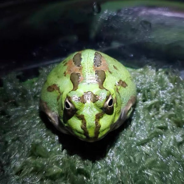 波子角蛙（ Chacophrys pierottii ） – 森流 - 奇異植物、爬蟲、水族 | GreenFlow Exotic Pets ...