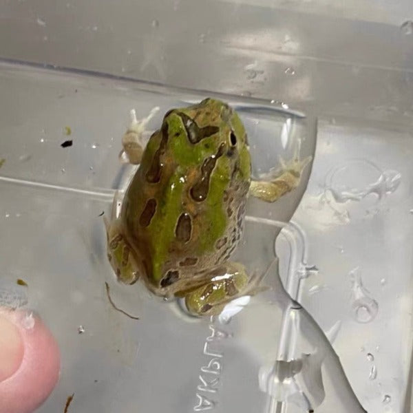 波子角蛙（ Chacophrys pierottii ） – 森流 - 奇異植物、爬蟲、水族 | GreenFlow Exotic Pets ...