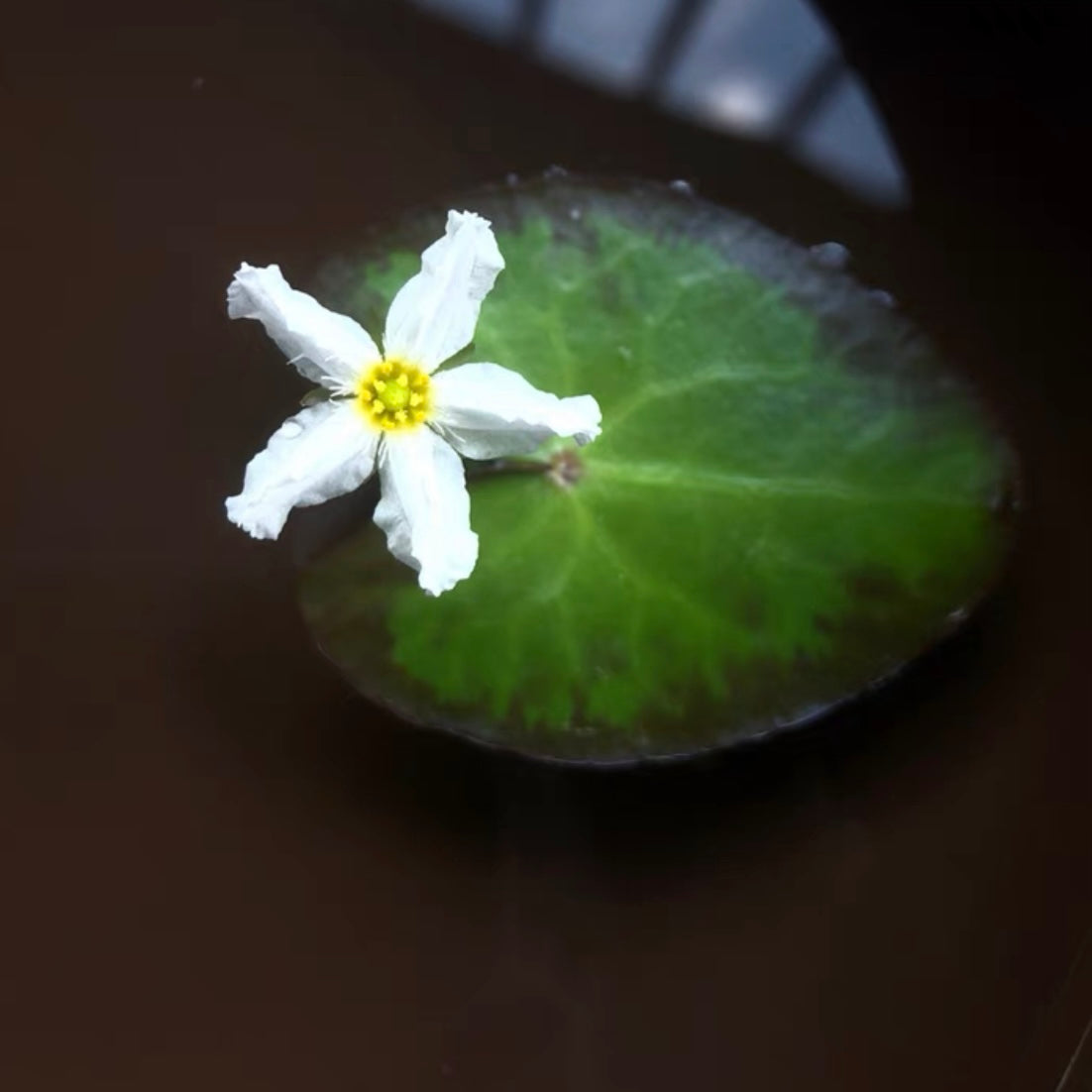 龍骨一葉蓮 Crested Floating Heart ( Nymphoides hydrophylla ) – 森流 - 奇異植物、爬蟲 ...
