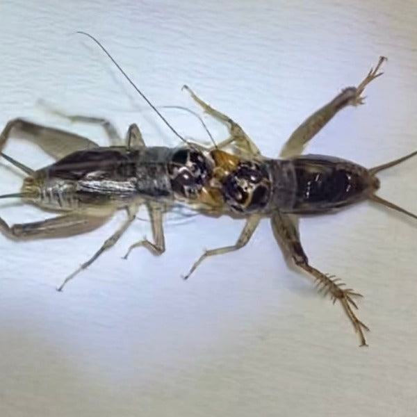 Fighting Cricket Fighting Cricket – 森流 - 奇異植物、爬蟲、水族 | GreenFlow Exotic ...