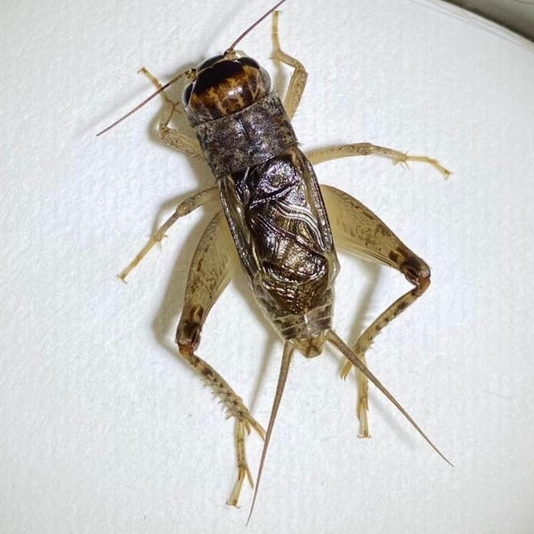 鬥蟀 鬥蟋蟀 迷卡蟋蟀 Fighting Cricket – 森流 - 奇異植物、爬蟲、水族 | GreenFlow Exotic Pets ...