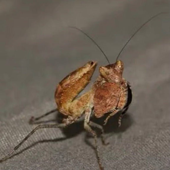 拳師螳螂/巨腿螳螂 ( Hestiasula brunneriana )-1對 - 森流 GreenFlow - 動植物造景專門店