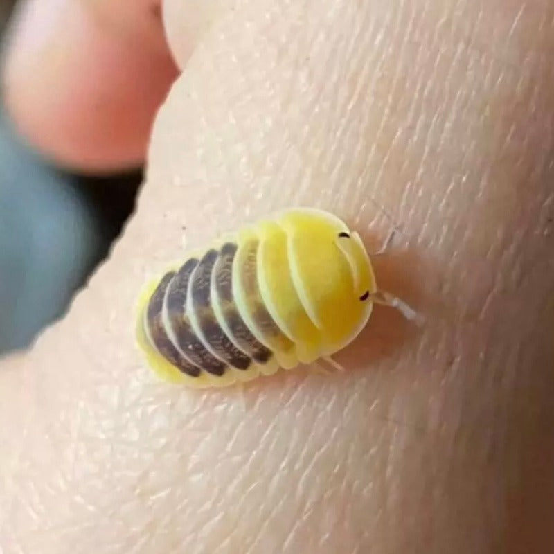 木星鼠婦 Jupiter Isopods（ Cubaris sp.‘ Jupiter ’ ）- 1組/10隻 – 森流 - 奇異植物、爬蟲 ...
