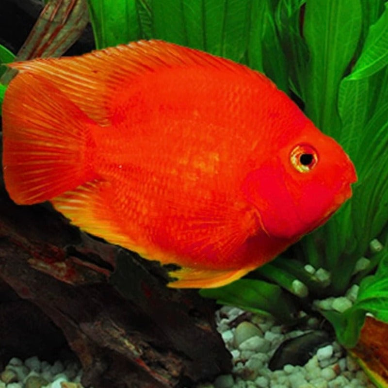 紅元寶鸚鵡魚Red Parrot（ Amphilophus labiatus x Paraneetroplus synspilus ） – 森 ...