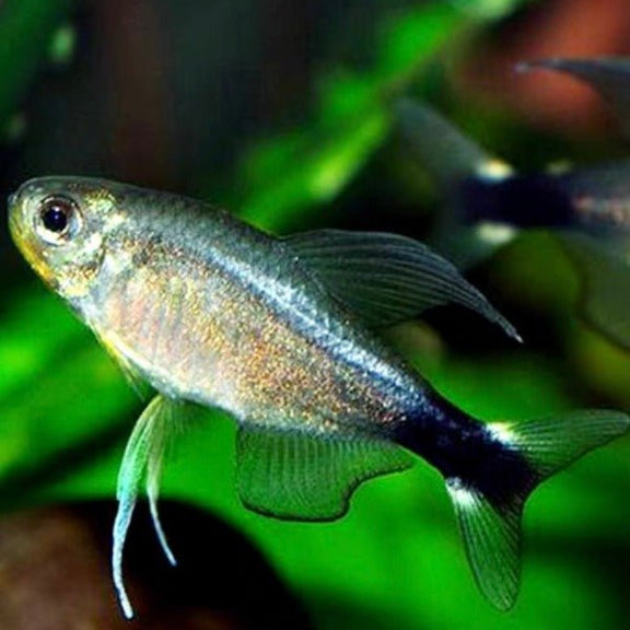 大帆月光燈魚 Reed Tetra ( Hyphessobrycon elachys ) - 森流 GreenFlow - 動植物造景專門店