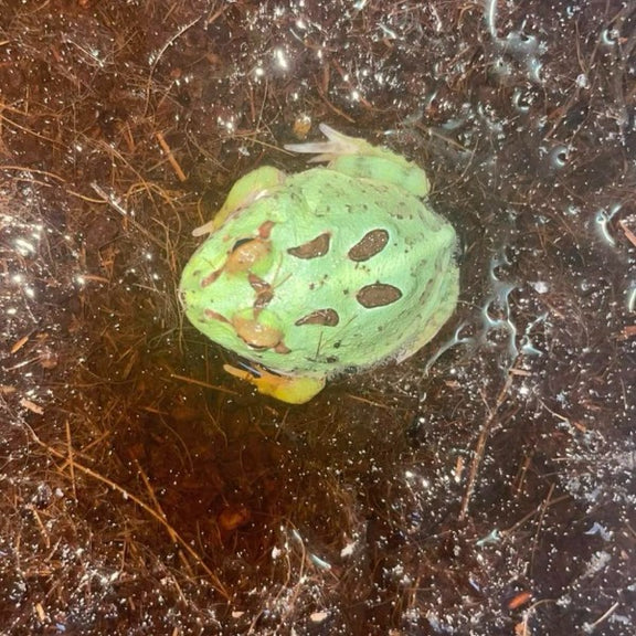 薄荷藍角蛙 Samurai Blue Pacman Frog ( Ceratophrys cranwelli ) - 森流 GreenFlow ...