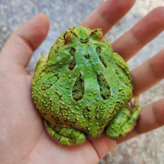 Frog Specialty Area - Hong Kong Forest Stream Species, Plants, Reptile ...