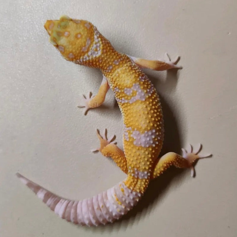 橘白豹紋守宮 Tangerine Trump Albino Leopard Gecko（ Eublepharis macularius ...