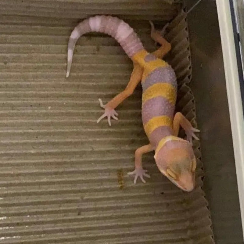 橘白豹紋守宮 Tangerine Trump Albino Leopard Gecko（ Eublepharis macularius ...