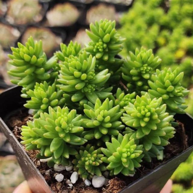 Villadia batesii | Hong Kong Exotic Plants and Aquarium Shop – 森流 - 奇異 ...