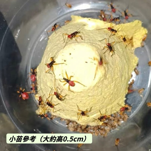 白斑獵蝽 White Spot Assassin Bug（ Platymeris biguttatus ） - 森流 GreenFlow ...