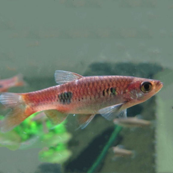 大點波魚 Clown Rasbora (Rasbora kalochroma) - 森流 GreenFlow - 動植物造景專門店