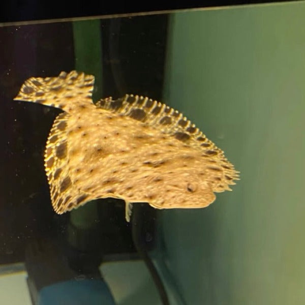 淡水比目魚（ Tephrinectes sinensis ） – 森流 - 奇異植物、爬蟲、水族 | GreenFlow Exotic ...