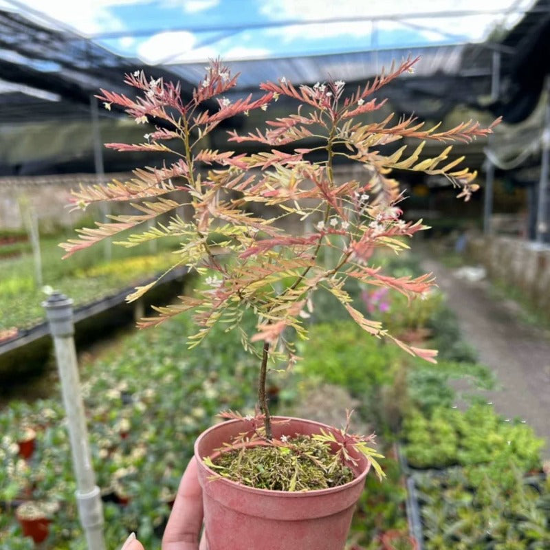 Phyllanthus 'Fairy' | Hong Kong Exotic Plants and Aquarium Shop – 森流 ...