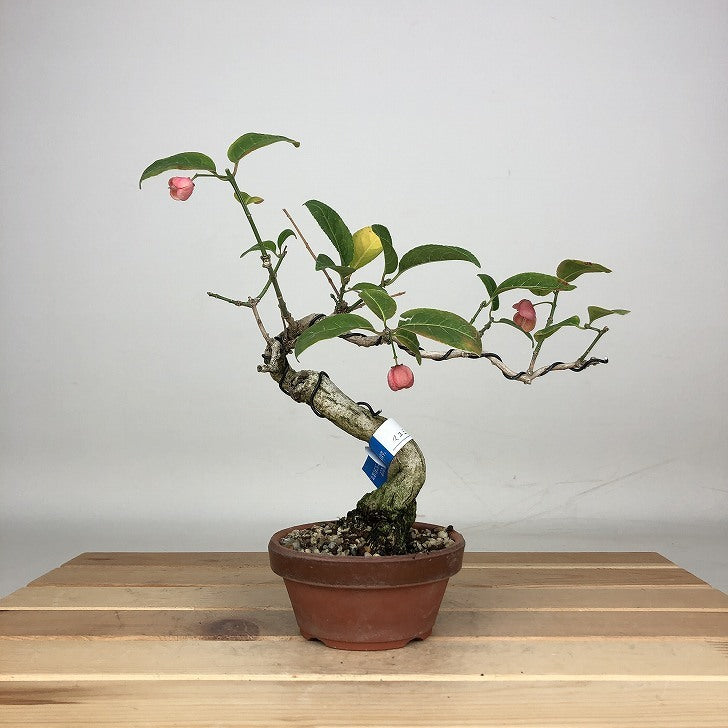 盆栽 こまゆみ 樹高 約18cm Euonymus alatus form ciliatodentatus コマユミ ニシキギ科 落葉広葉樹 ...