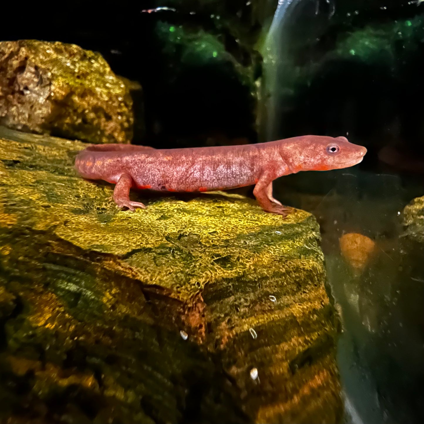 肥螈 Paddletail Newt ( Pachytriton labiatus ) – 森流 - 奇異植物、爬蟲、水族 ...