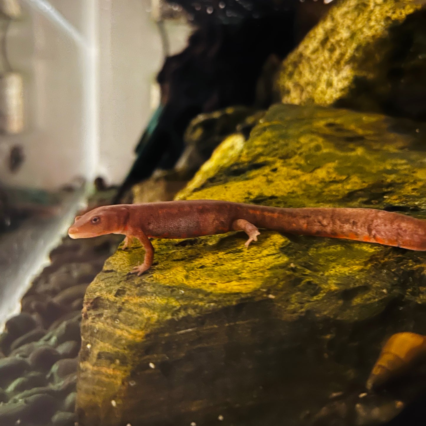 肥螈 Paddletail Newt ( Pachytriton labiatus ) – 森流 - 奇異植物、爬蟲、水族 ...