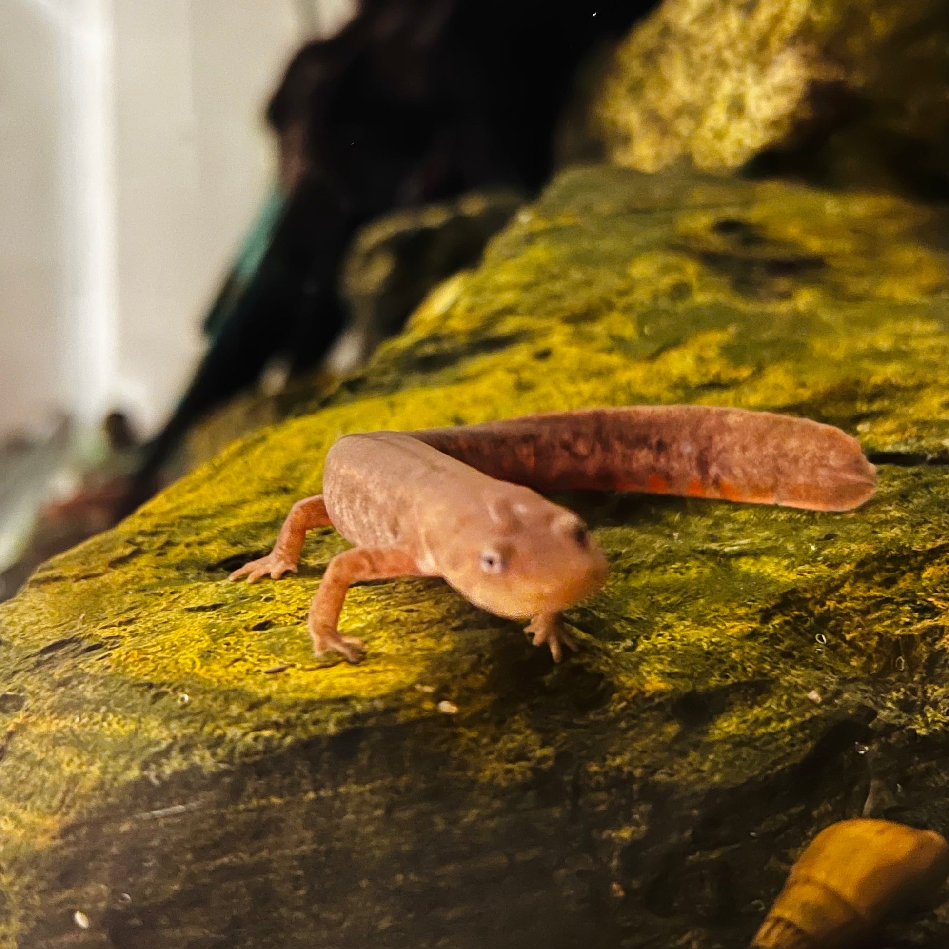 肥螈 Paddletail Newt ( Pachytriton labiatus ) – 森流 - 奇異植物、爬蟲、水族 ...