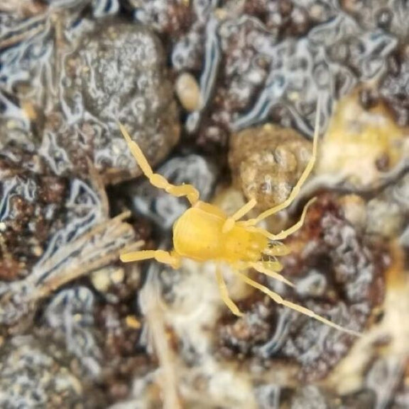 全黃強肢盲蛛 Dady Longlegs Spider ( Opiliones sp. whole yellow ) - 森流 ...