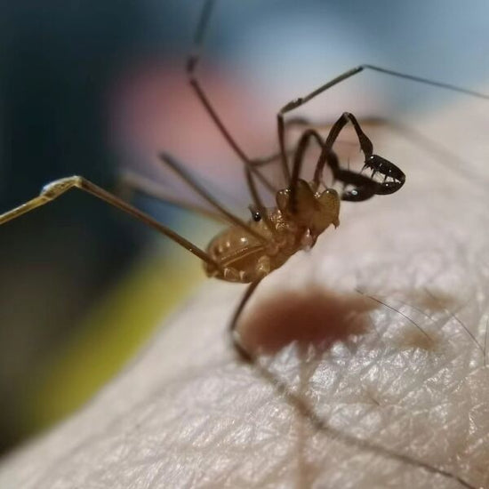 黃體強肢盲蛛 Dady Longlegs Spider ( Opiliones sp. yellow body ) – 森流 - 奇異植物 ...