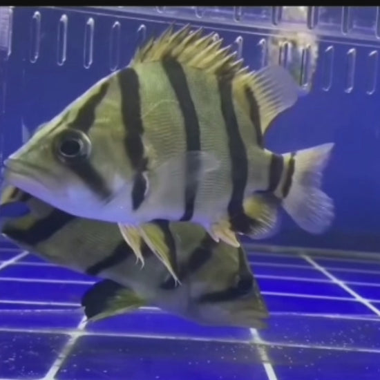 新泰國虎-泰北三紋虎魚 （Datnioides undecimradiatus） | 香港奇異植物及水族店 – 森流 - 奇異植物、爬蟲、水族 ...