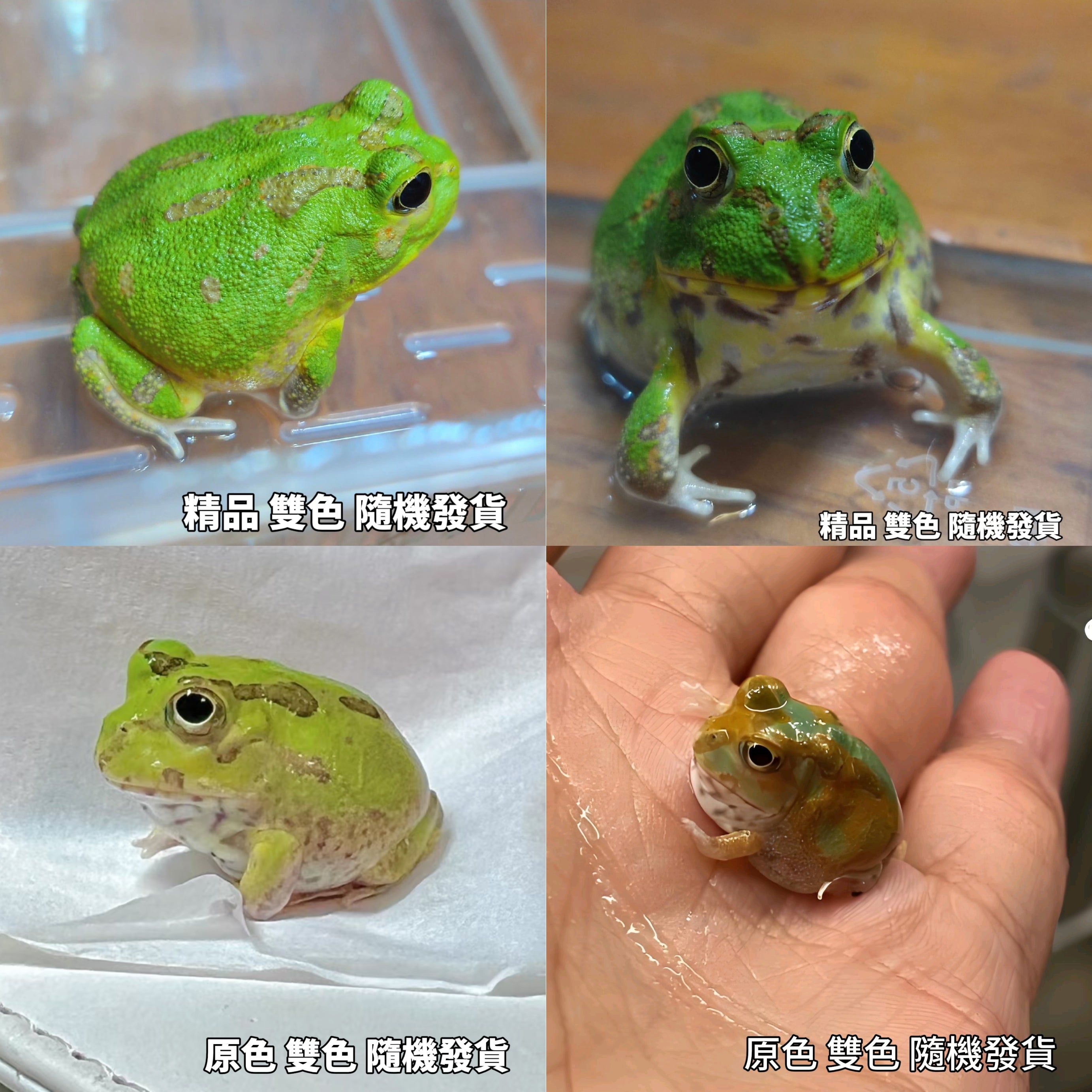 波子角蛙（ Chacophrys pierottii ） - 森流 GreenFlow - 動植物造景專門店