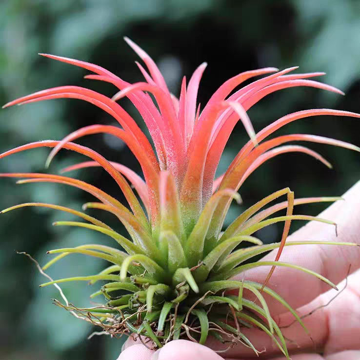 空氣鳳梨“紅精靈” （Tillandsia ionantha 'Rubra'） - 森流 GreenFlow - 動植物造景專門店