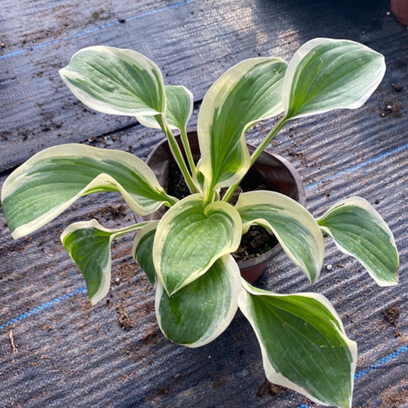 玉簪花 Hosta 'Margaret eyre' - 森流 GreenFlow - 動植物造景專門店