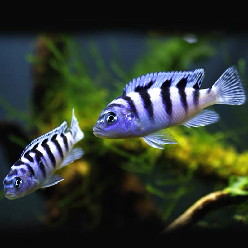 Lightning Prince Elongate Mbuna (Pseudotropheus elongatus) – 森流 - 奇異植物 ...