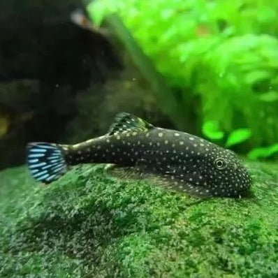 金鑽吸鰍（Gastromyzon scitulus） - 森流 GreenFlow - 動植物造景專門店