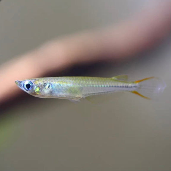 桂系青鱂稻田魚 （Medaka Fish） - 森流 GreenFlow - 動植物造景專門店